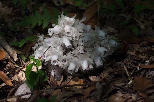 나도수정초 (Monotropastrum humile) - PictureThis