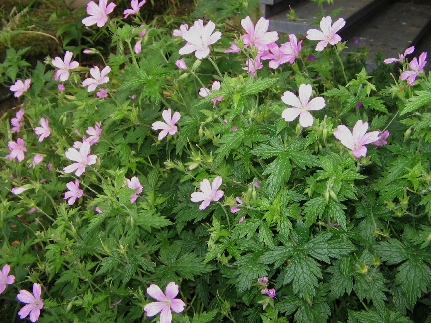 Roze ooievaarsbek (Geranium endressii) - PictureThis