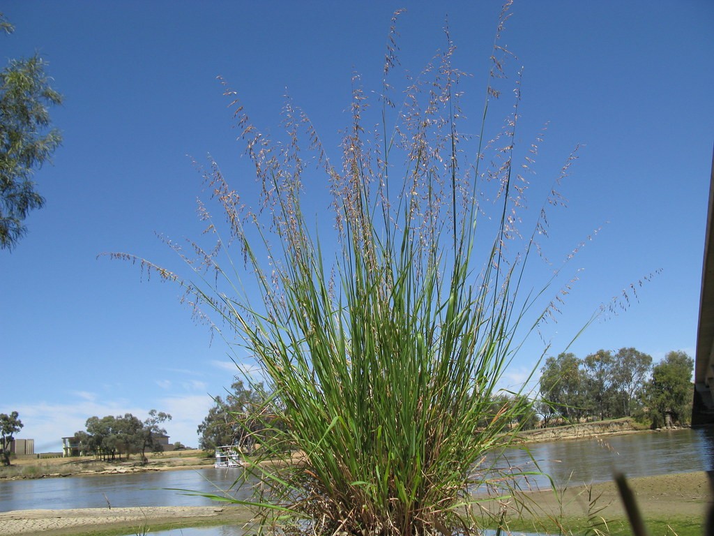 Perennial Veldtgrass (Ehrharta calycina) Flower, Leaf, Care, Uses ...