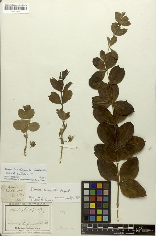 Stemona (Stemonaceae) Flower, Leaf, Care, Uses - PictureThis