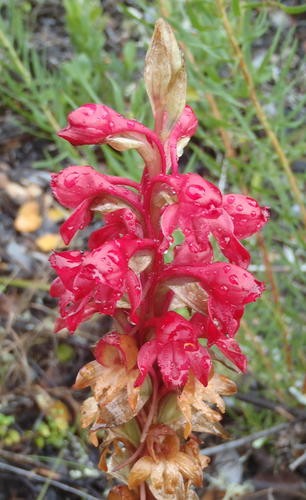 Satyrium princeps Flower, Leaf, Care, Uses - PictureThis