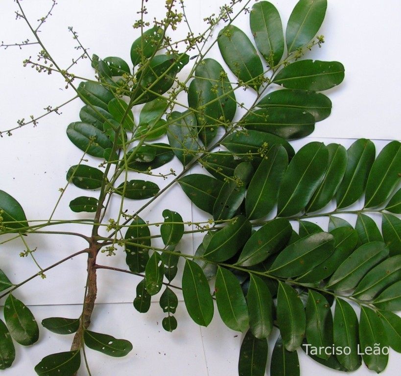 Paradise tree (Simarouba amara) Flower, Leaf, Care, Uses - PictureThis