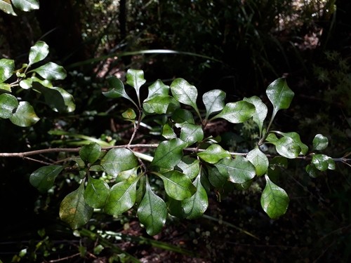 Coprosma arborea - PictureThis