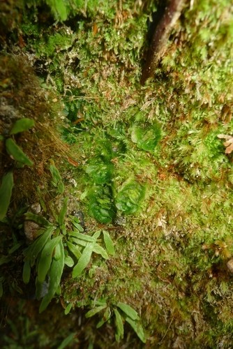 Treubia Care (Watering, Fertilize, Pruning, Propagation) - PictureThis