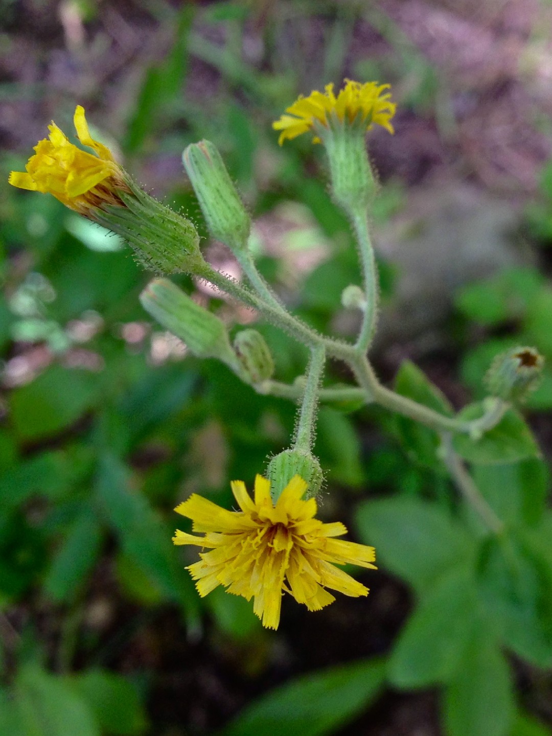 Hieracium scabrum - PictureThis