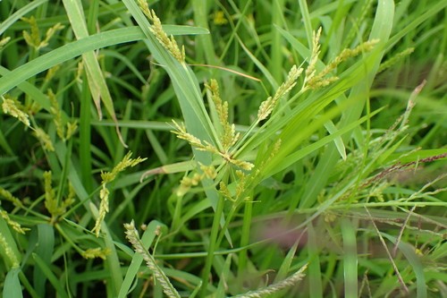 Ricefield flatsedge (Cyperus iria) Flower, Leaf, Care, Uses - PictureThis