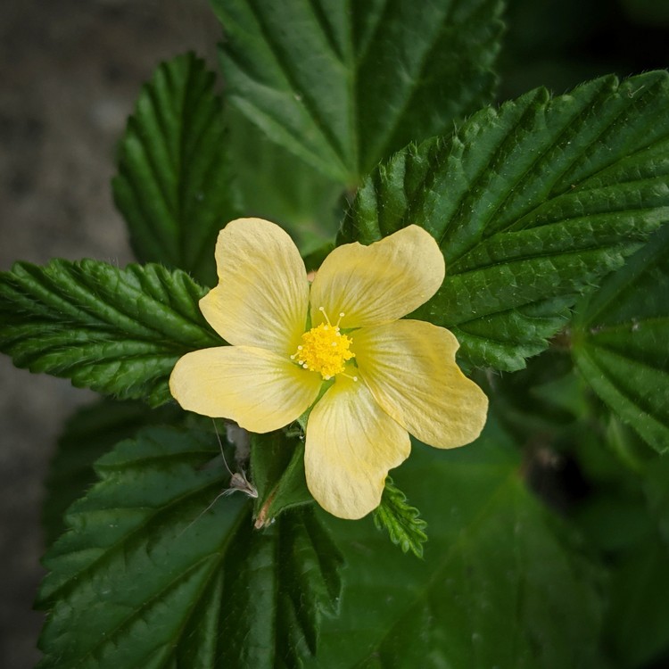 Fanpetals (Sida) Flower, Leaf, Care, Uses - PictureThis