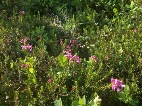 Camarina de hojas de Phyllodoce (Phyllodoce empetriformis) - PictureThis
