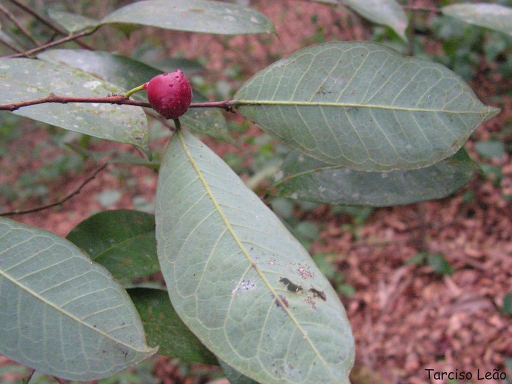 Coquillo (Brosimum guianense) - PictureThis