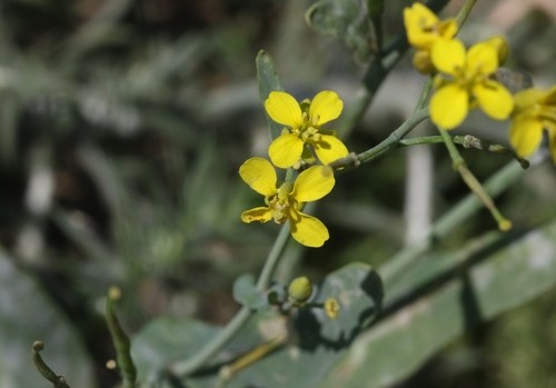 Field mustard (Brassica rapa) Flower, Leaf, Care, Uses - PictureThis