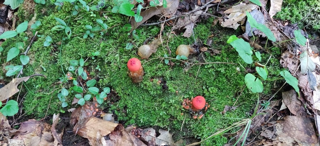 Красноустка киноварно-красная (Calostoma cinnabarinum) - PictureThis