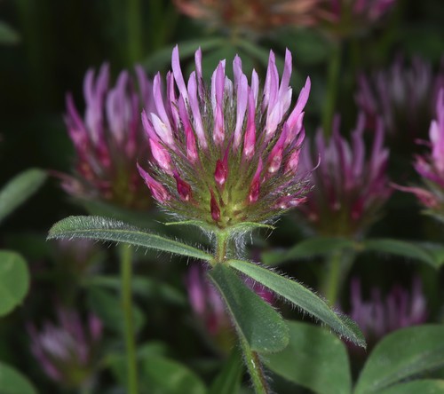 Trébol rosa (Trifolium hirtum) - PictureThis