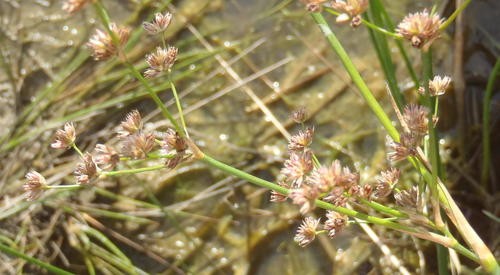 Juncus oxycarpus Flower, Leaf, Care, Uses - PictureThis