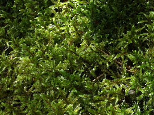 Red-stemmed Feather-moss (Pleurozium schreberi) Flower, Leaf, Care ...