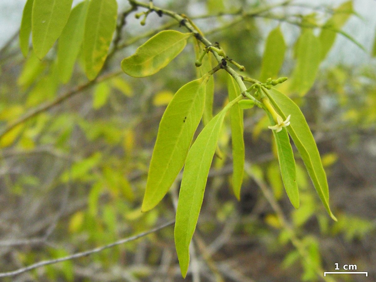Vallesia glabra 照顧，種植，繁殖，開花時間 - PictureThis
