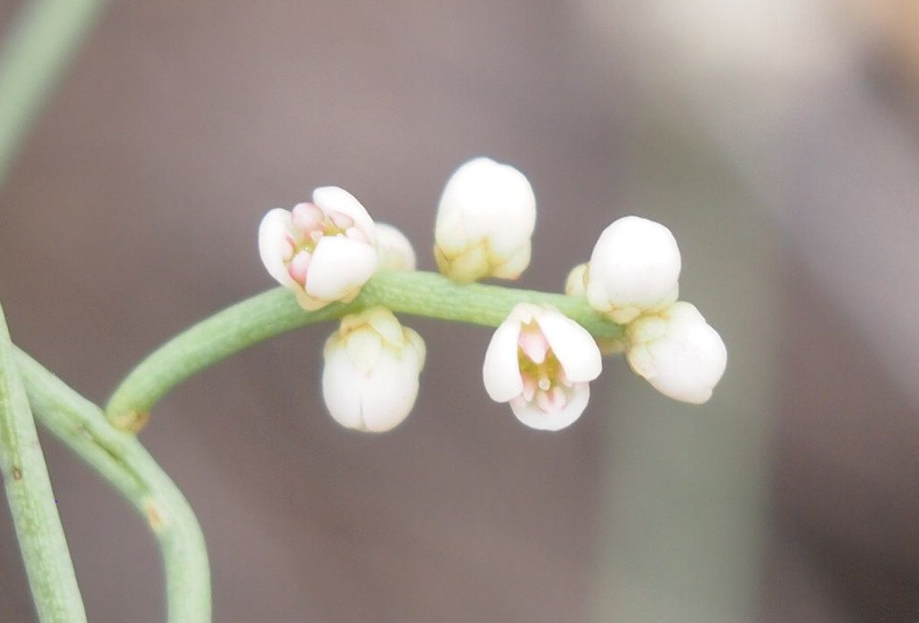 Laurel dodders (Cassytha) Flower, Leaf, Care, Uses - PictureThis