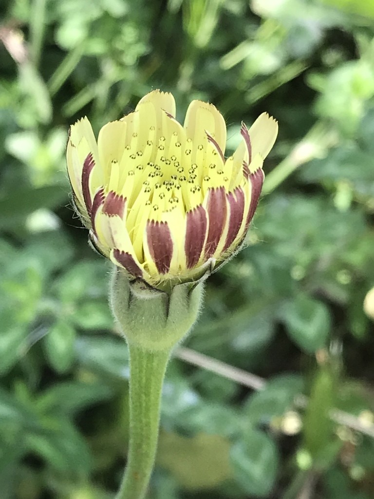 Smooth golden fleece (Urospermum dalechampii) Flower, Leaf, Care, Uses ...