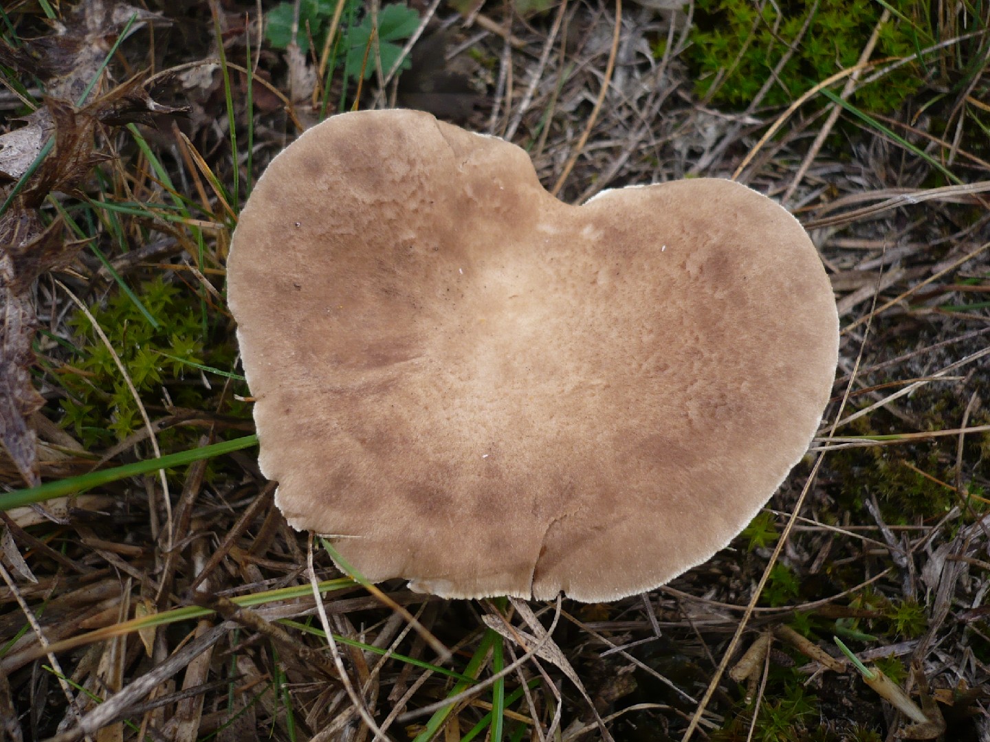 Seta de cardo (Pleurotus eryngii) - PictureThis