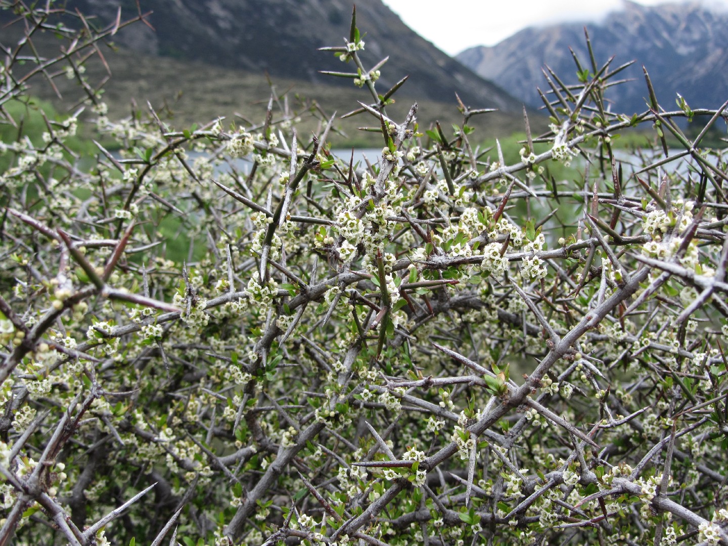 Discaria toumatou - PictureThis