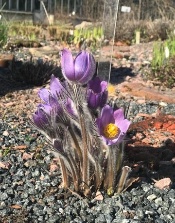 Pulsatilla halleri subsp. halleri - PictureThis