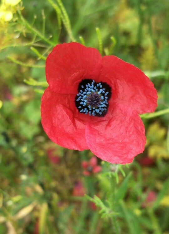 Papaver hybridum (Papaver hybridum) - PictureThis