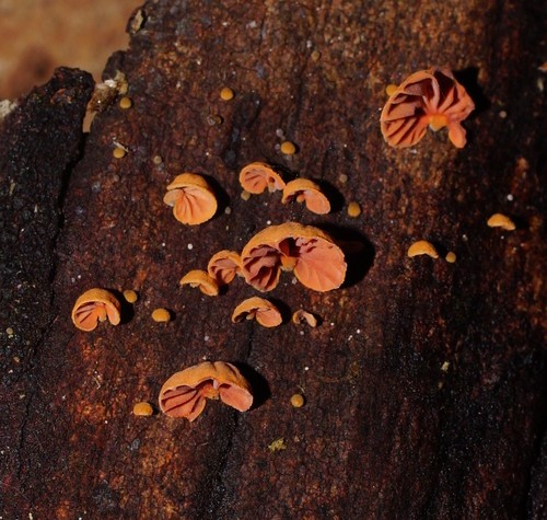 Orange fan (Anthracophyllum archeri) Flower, Leaf, Care, Uses - PictureThis
