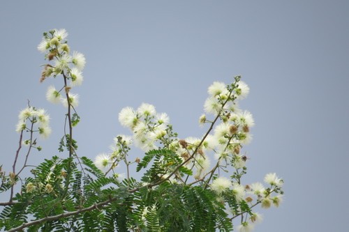 Acacia Pallens