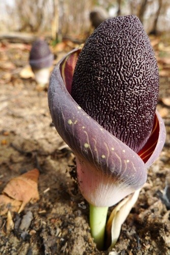 Amorphophallus aphyllus Flower, Leaf, Care, Uses - PictureThis