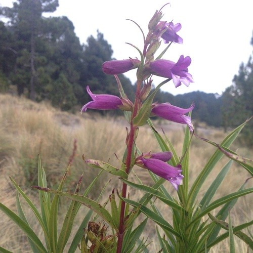 Penstemon gentianoides 照顧，種植，繁殖，開花時間 - PictureThis