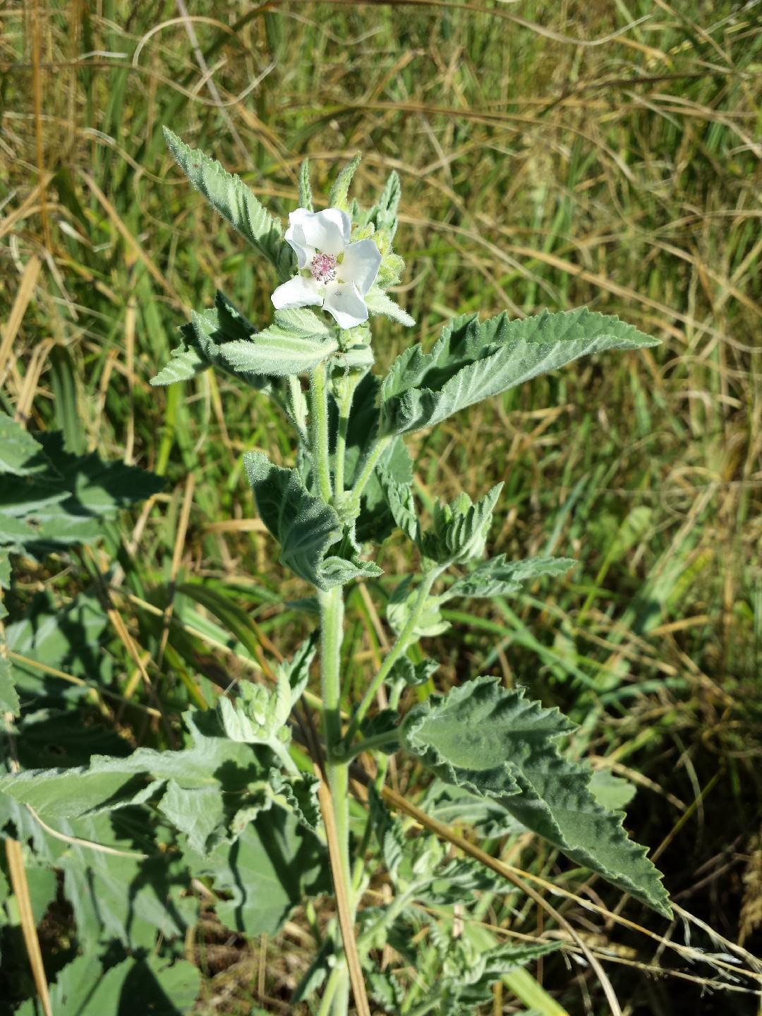 Malvavisco (Althaea officinalis) - PictureThis