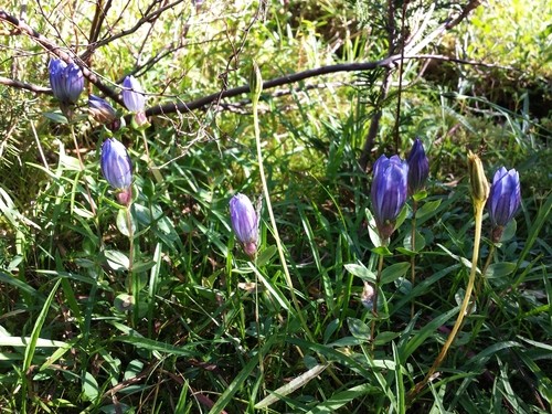 Gentiana Calycosa (Gentiana calycosa) - PictureThis