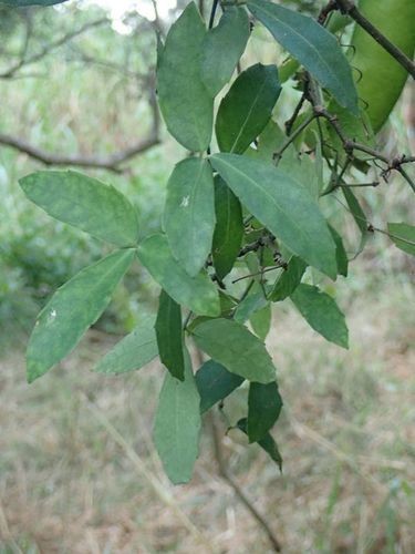 Grape (Vitaceae) Flower, Leaf, Care, Uses - PictureThis