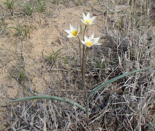 Tulipa biflora - PictureThis
