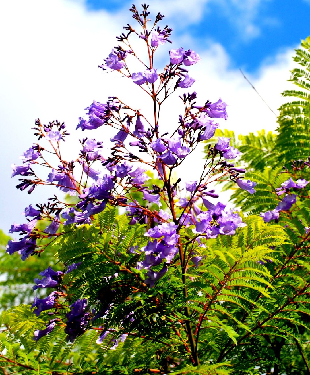 Jacaranda cuspidifolia - PictureThis