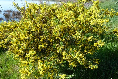 Retamilla (Genista monspessulana) - PictureThis