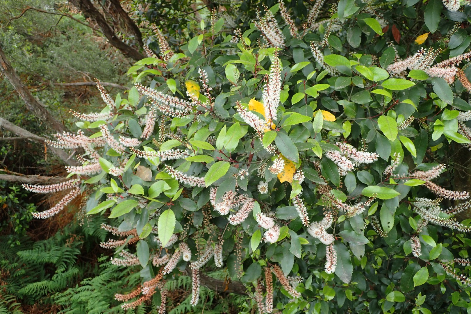 Red birch (Weinmannia racemosa) Flower, Leaf, Care, Uses - PictureThis