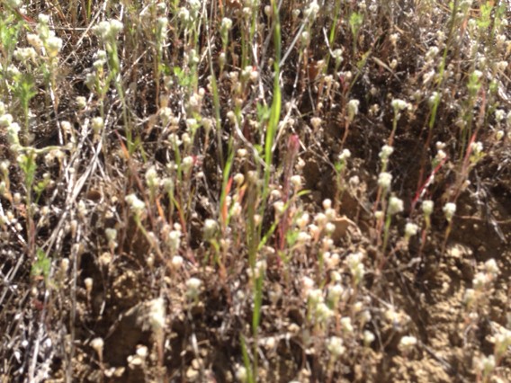 Dot-seed plantain (Plantago erecta) Flower, Leaf, Care, Uses - PictureThis