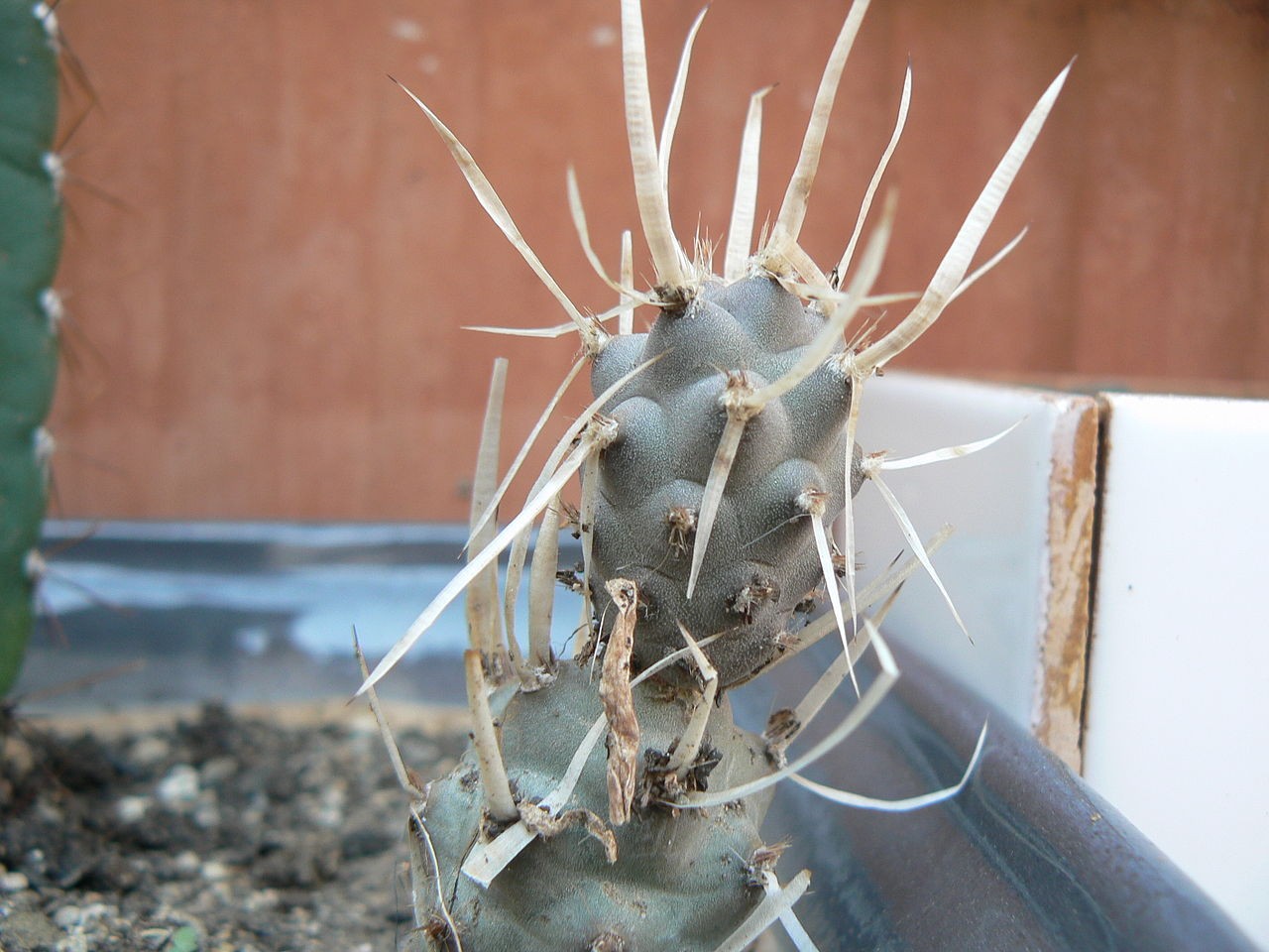 Tephrocactus articulatus - PictureThis