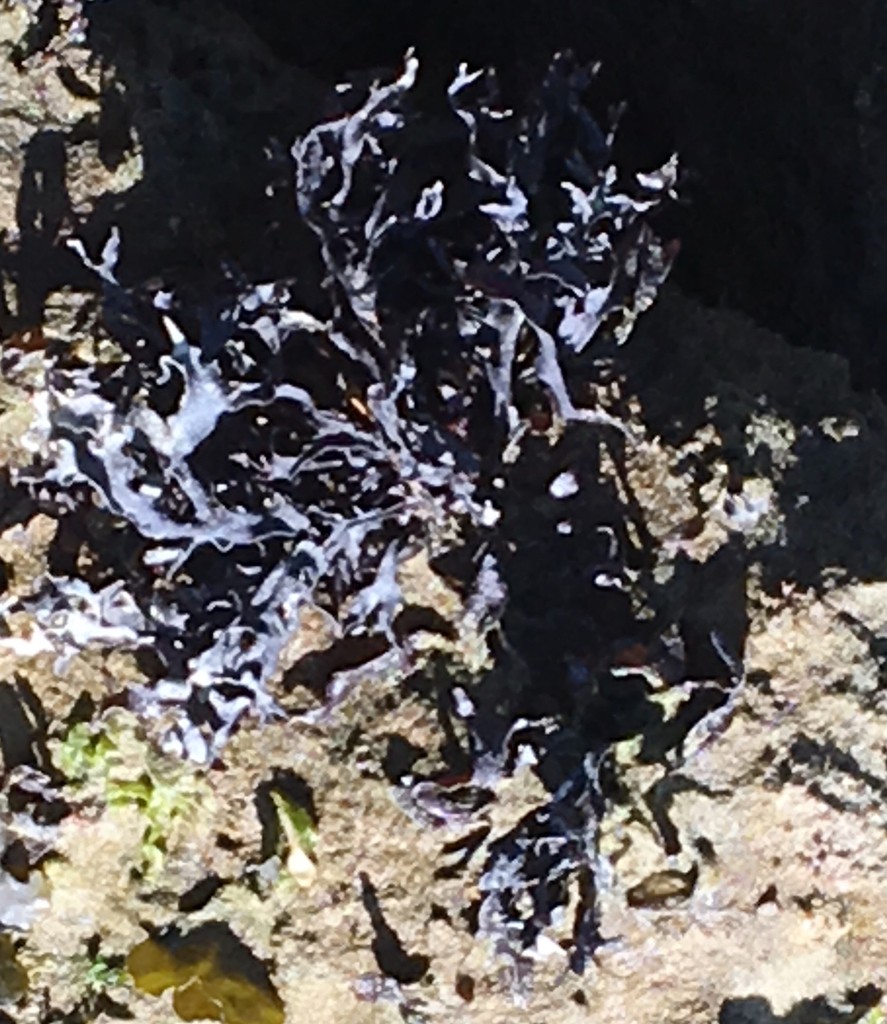 Algas rojas (Rhodophyta) - PictureThis