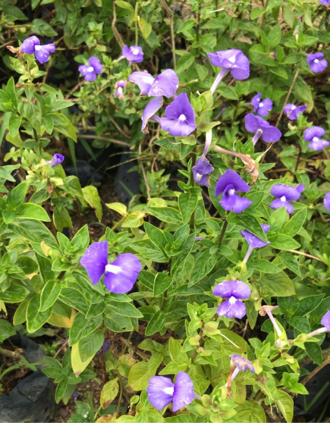 Amazon blue (Achetaria azurea) Flower, Leaf, Care, Uses - PictureThis