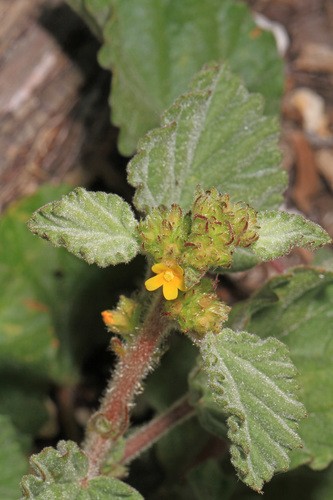 Basora prieta Cuidados (Plantando, Fertilizantes, Enfermedades ...