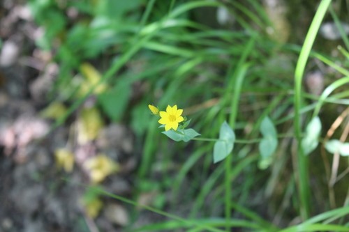 Yellow wort (Blackstonia perfoliata) Flower, Leaf, Care, Uses - PictureThis