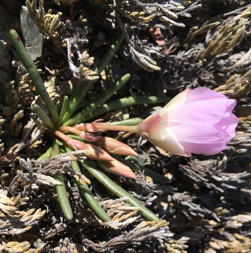 Lewisia rediviva - PictureThis