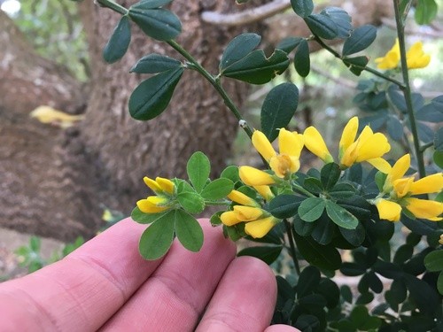 Retamilla (Genista monspessulana) - PictureThis