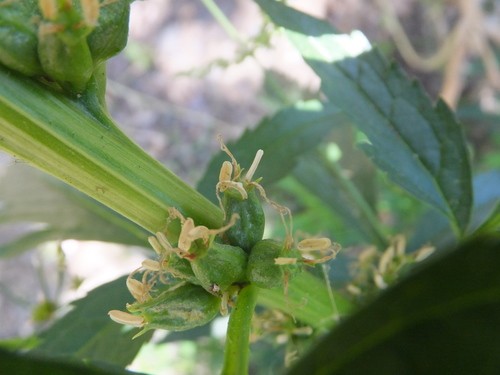 Datisca glomerata (Datisca glomerata) คู่มือการดูแล - PictureThis