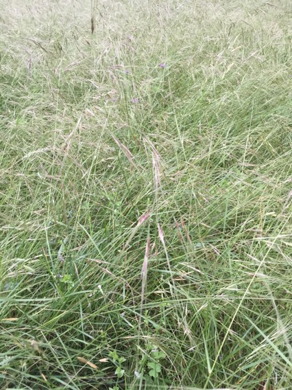 Monocotyledons (Liliopsida) Flower, Leaf, Care, Uses - PictureThis