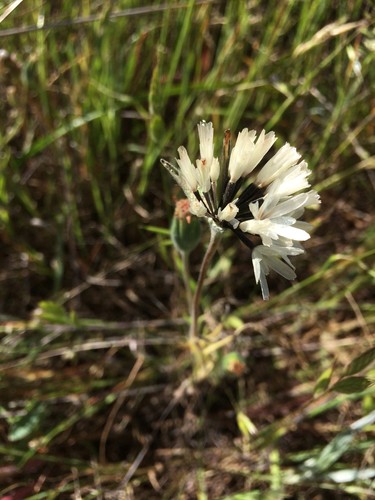 Blow wives (Achyrachaena mollis) Flower, Leaf, Care, Uses - PictureThis