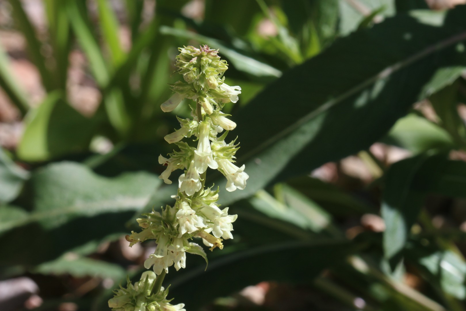 Penstemon confertus - PictureThis