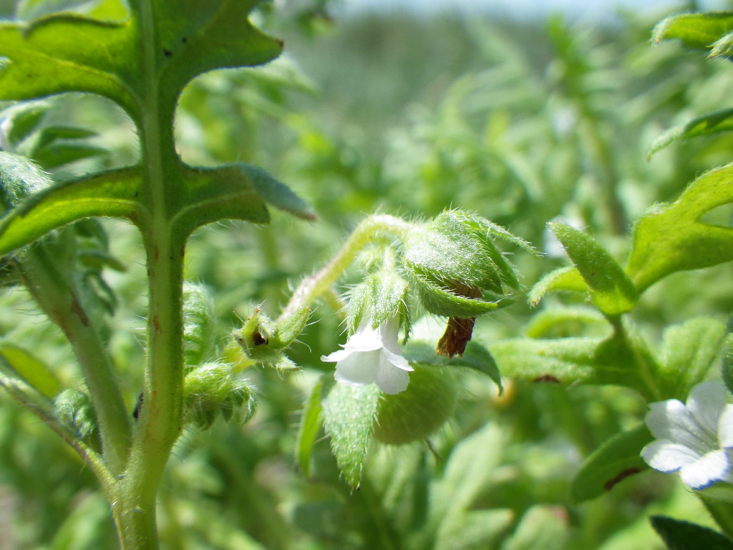 Aunt lucy (Ellisia nyctelea) Flower, Leaf, Care, Uses - PictureThis