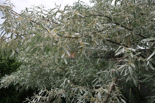 Russian olive (Elaeagnus angustifolia) Flower, Leaf, Care, Uses ...